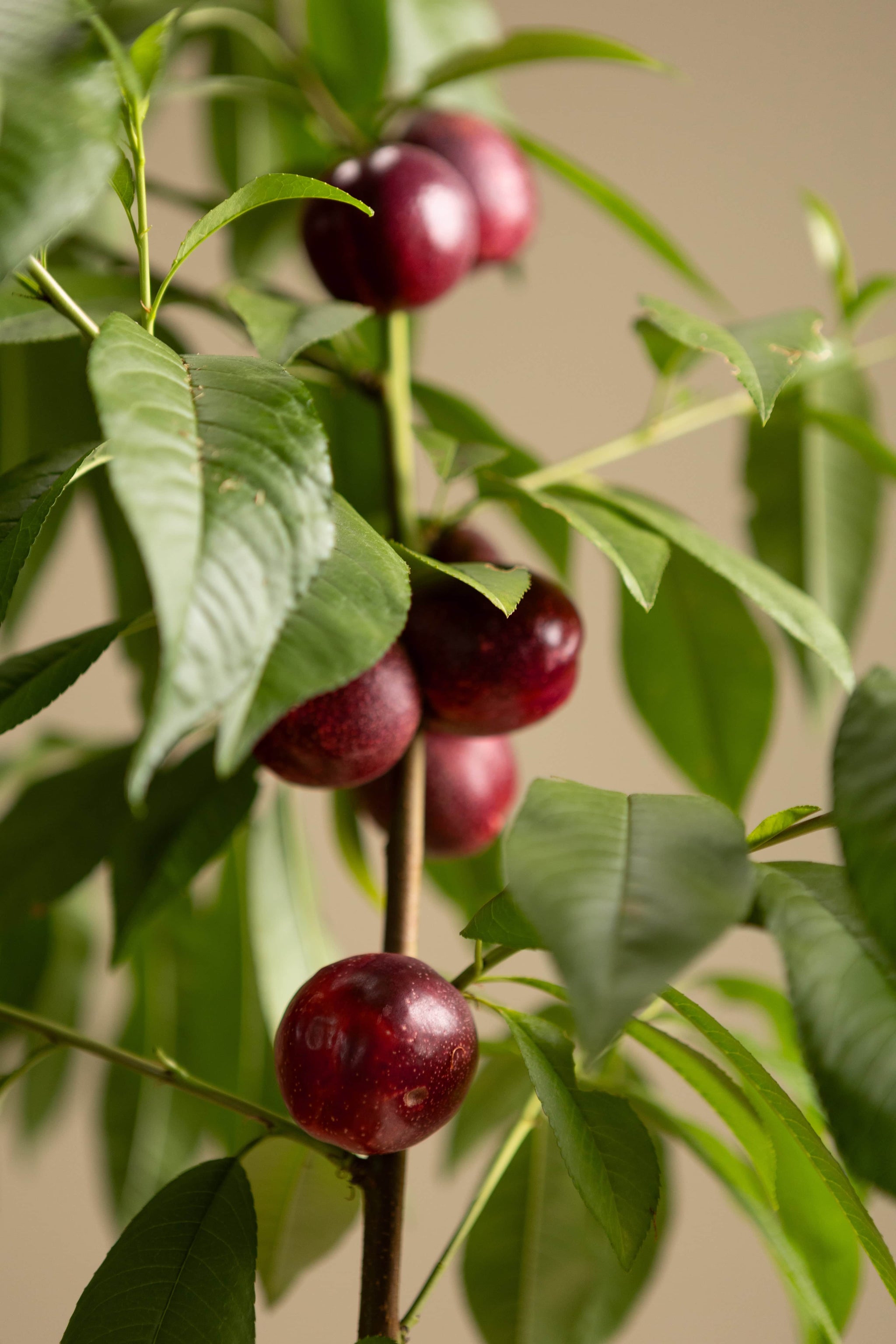 Red Flesh Nectarine